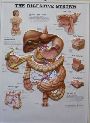 FLAT DIGESTIVE CHART